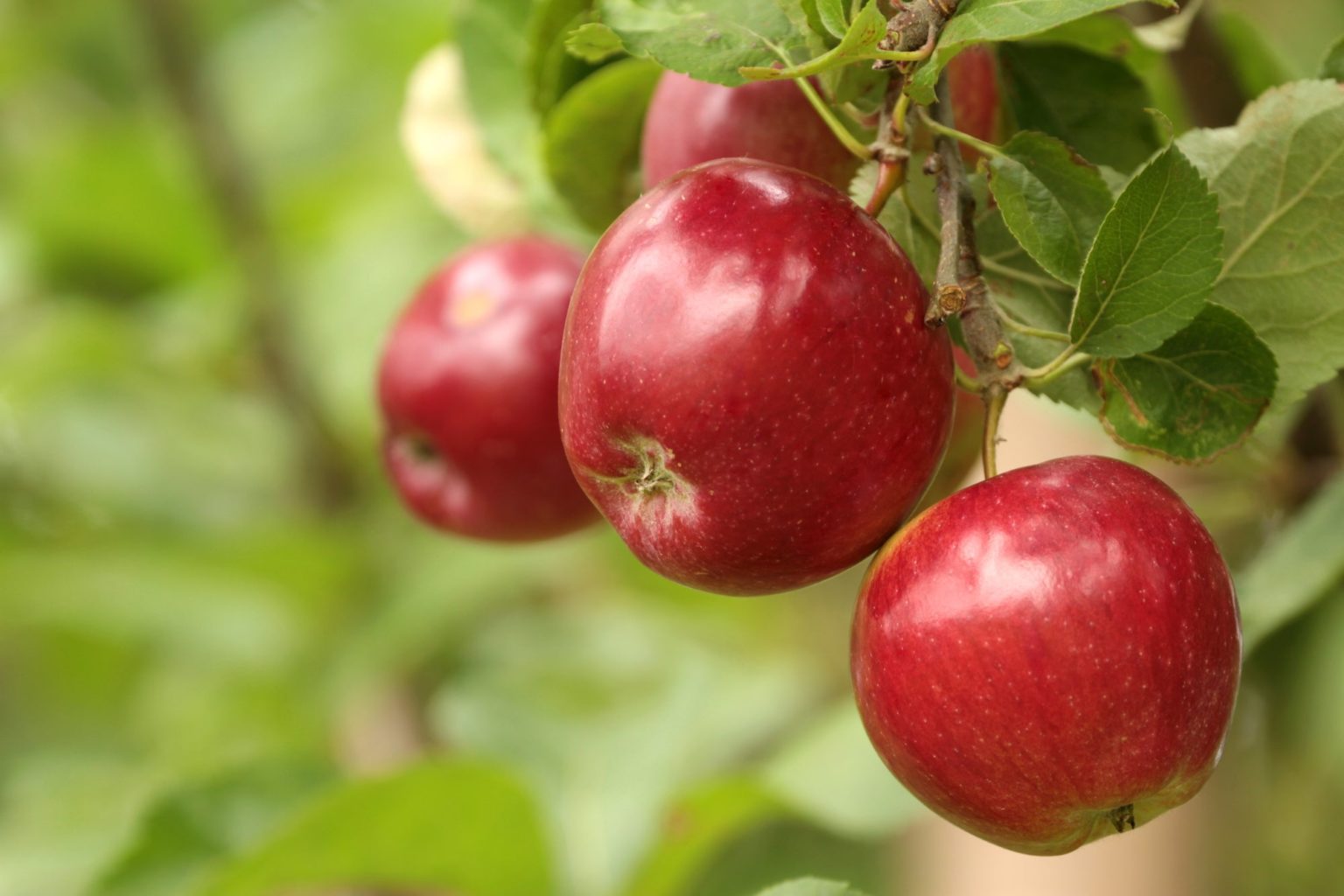 Cómo hacerte rico con una semilla de manzana - Emprendedor