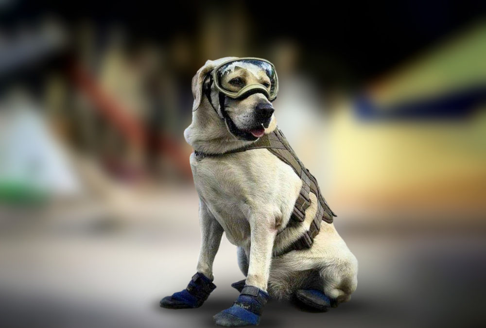 Murió Frida, la perrita rescatista del sismo del 19-S que salvó vidas y ...