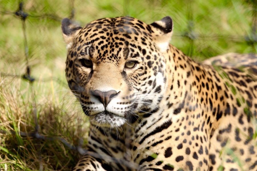 Reino Animal, un desarrollo turístico sostenible en el Estado de México ...