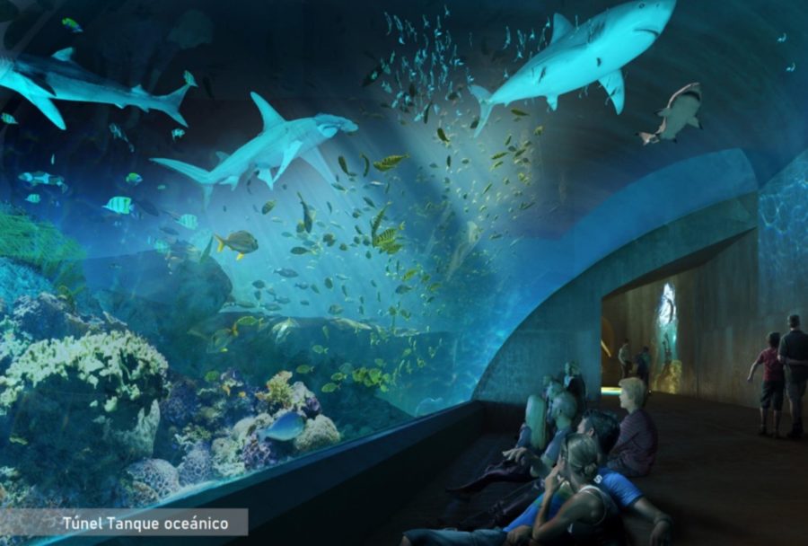 Abre sus puertas el Acuario Mar de Cortés, el más grande del mundo ...