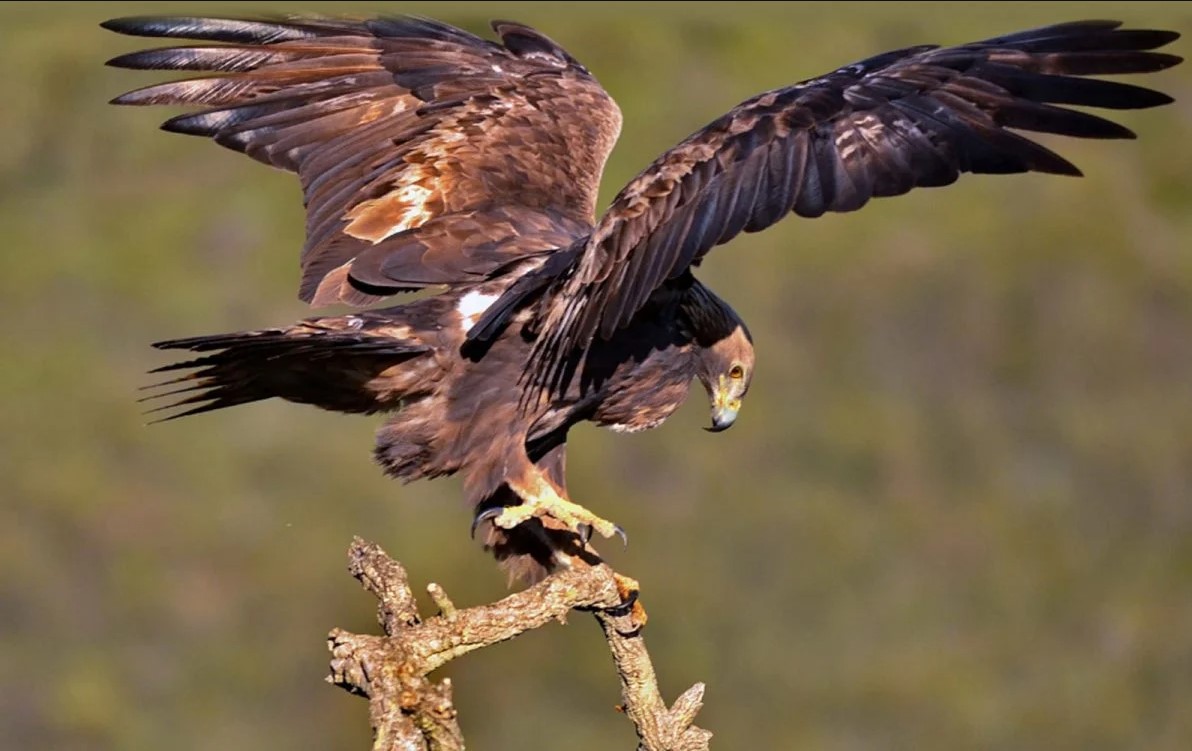 La realidad oculta sobre la historia de la renovación del águila real ...