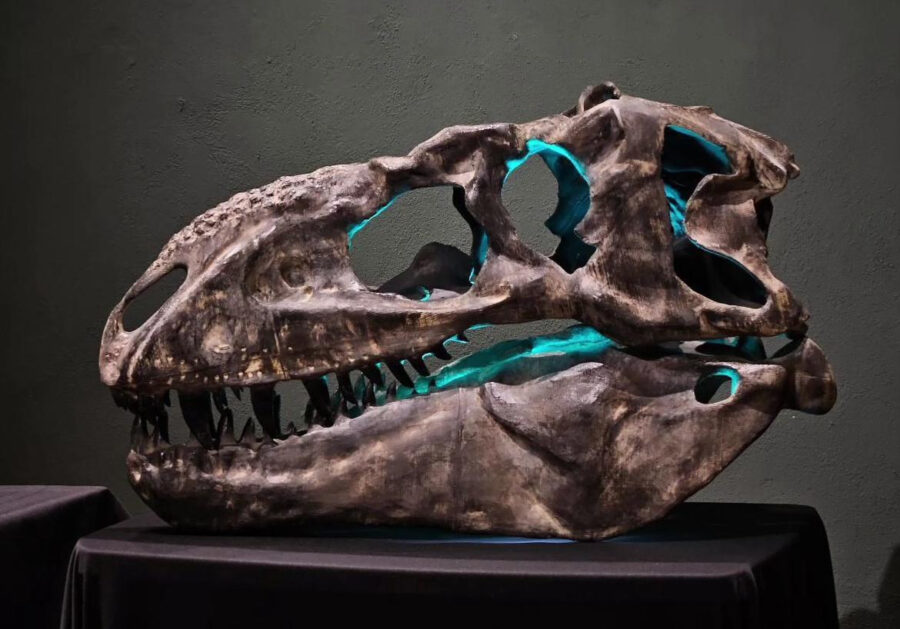 Descubren nueva especie de tiranosaurio en el desierto de México ...