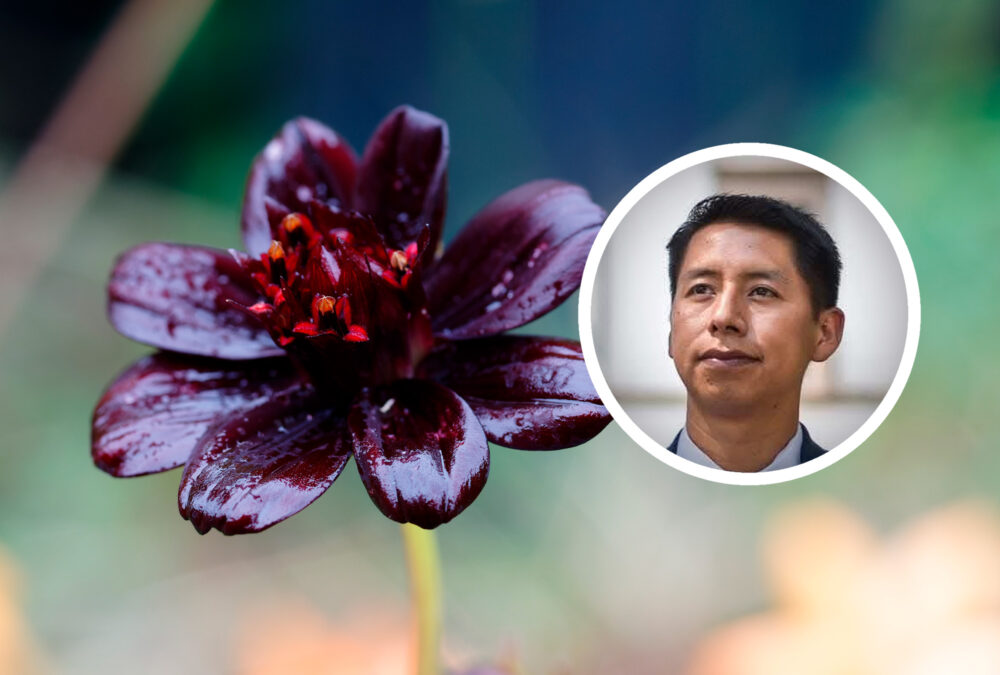 El científico chiapaneco que recuperó la ‘cosmos chocolate’, flor que ...