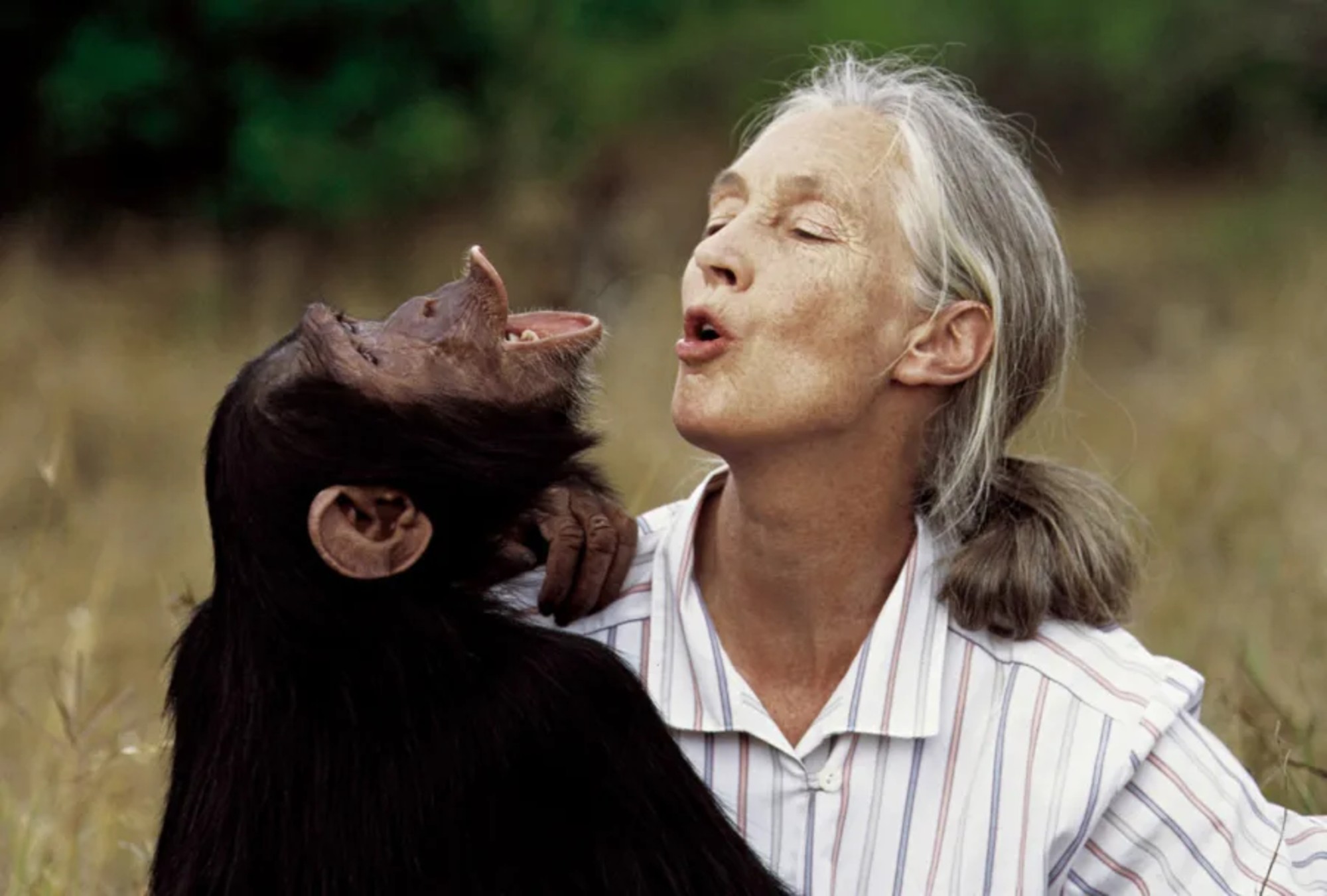 De África al mundo: la historia de Jane Goodall llega a su final a los ...